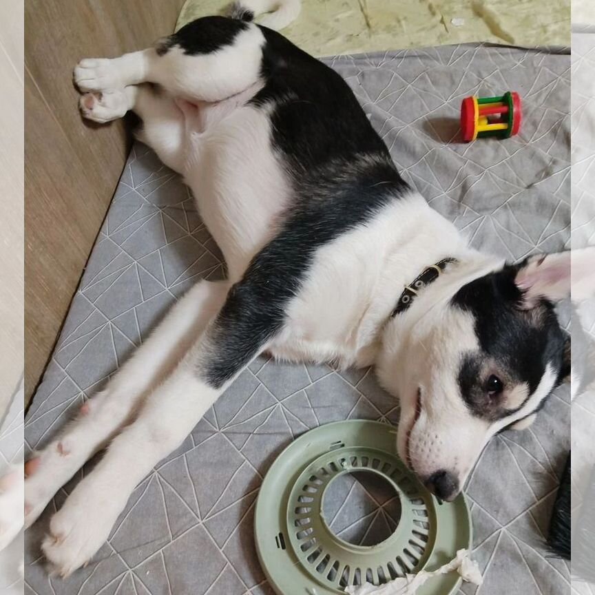 Щенок в добрые руки