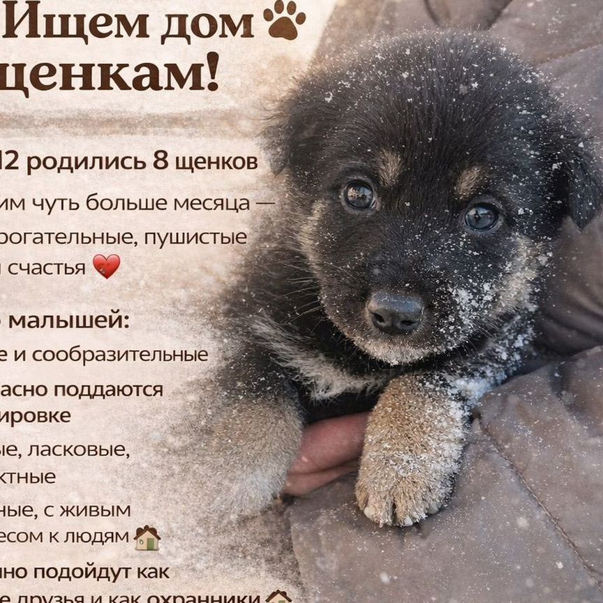 Щенок в добрые руки