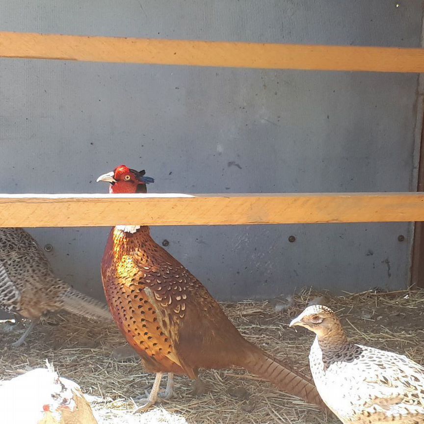 Фазанята 6 месяц