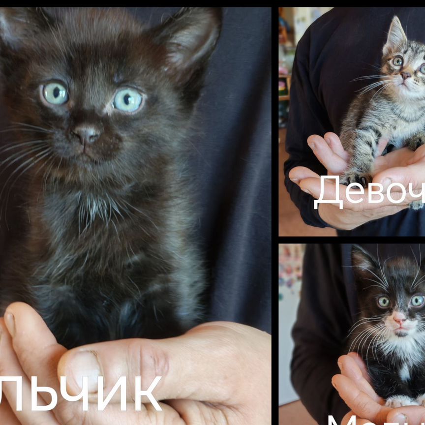 Котёнок в добрые руки