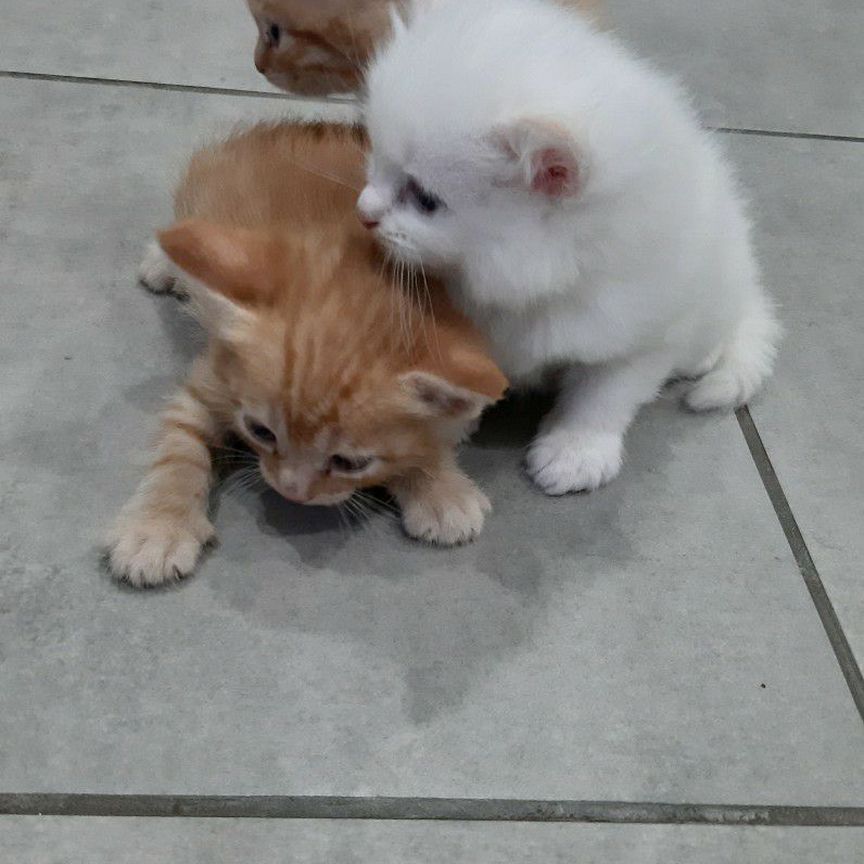 Котята в добрые руки бесплатно