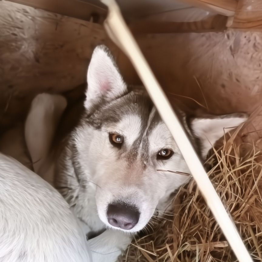 Сибирский хаски, щенок