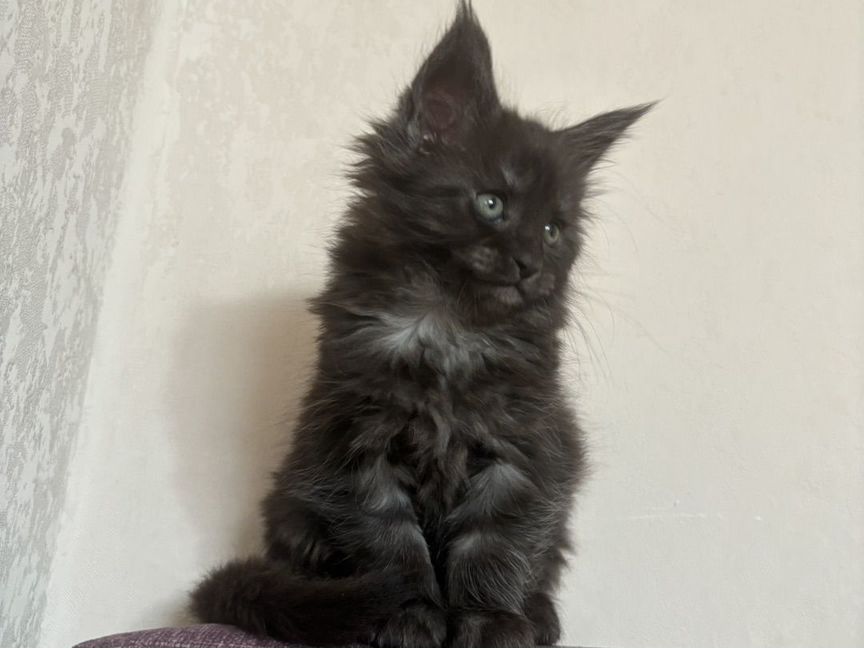 Котята мейн-кун