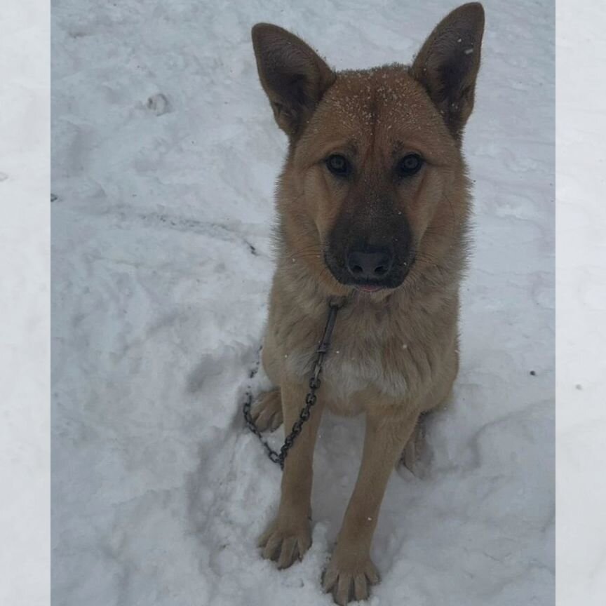 Собака ищет дом. Бросили хозяева