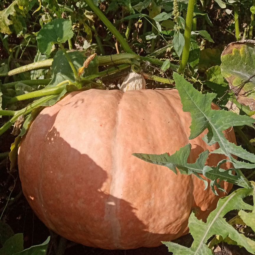 Тыква кормовая