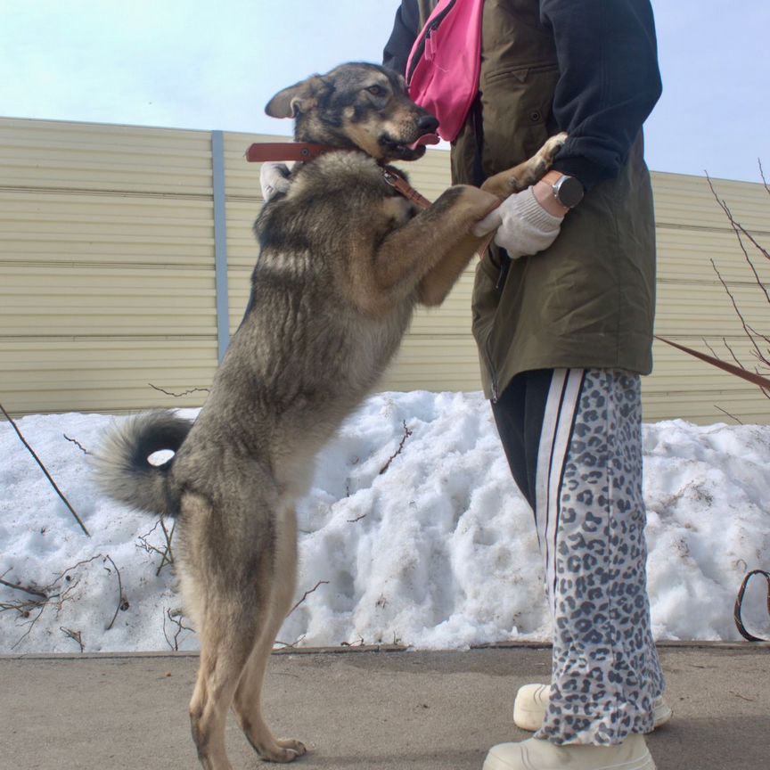 Взрослый пёс в добрые руки
