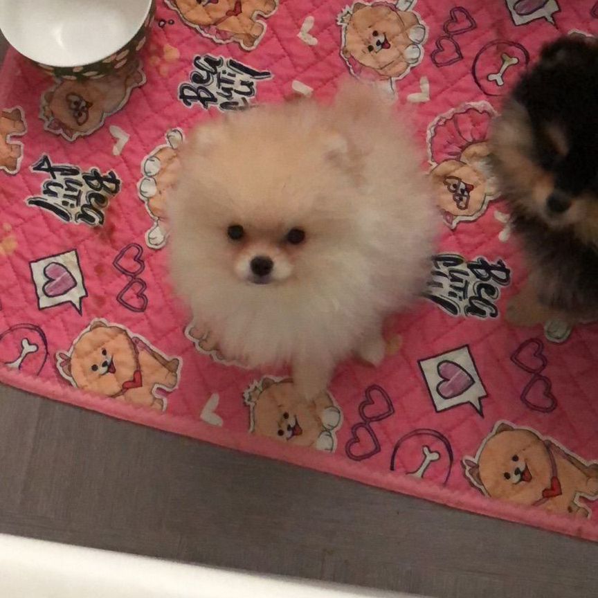 Померанский шпиц медвежьего типа