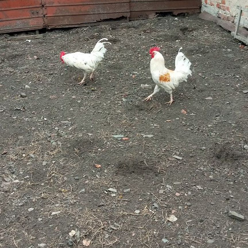 Петухи домашние молодые