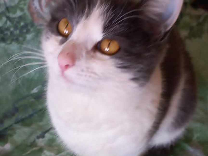 Кошкав добрые руки