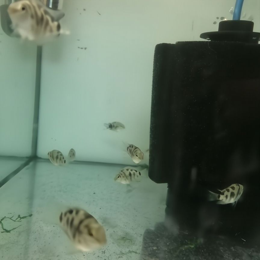 Попугай (голубой тигр)