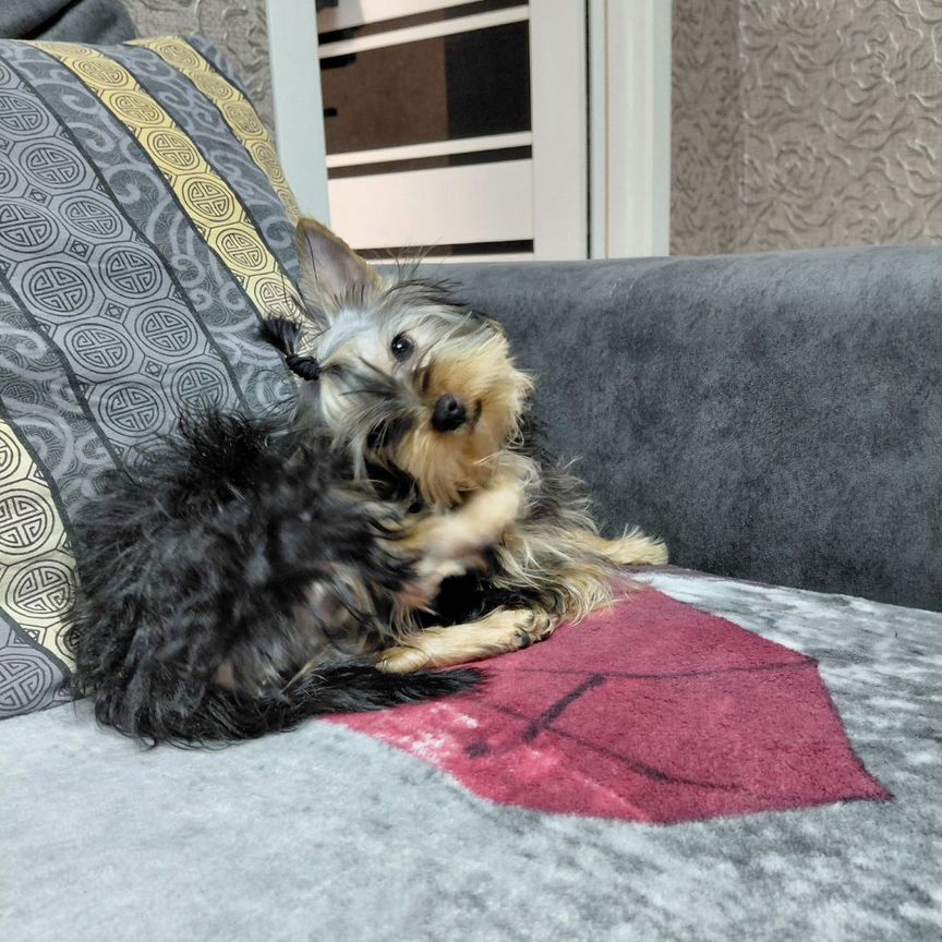 Йоркширский терьер, щенок