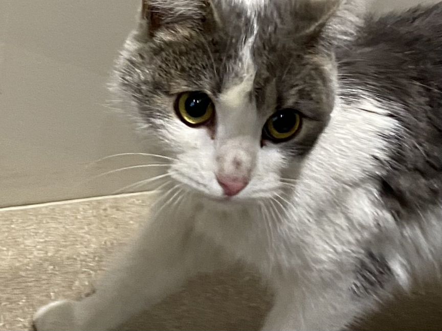 Котик в добрые руки
