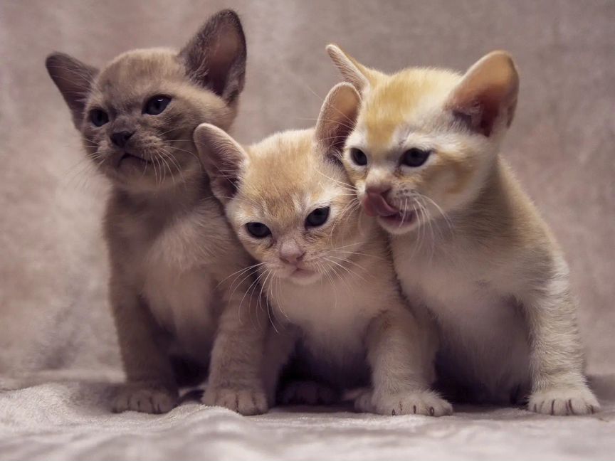 Шикарные котята Европейской бурмы