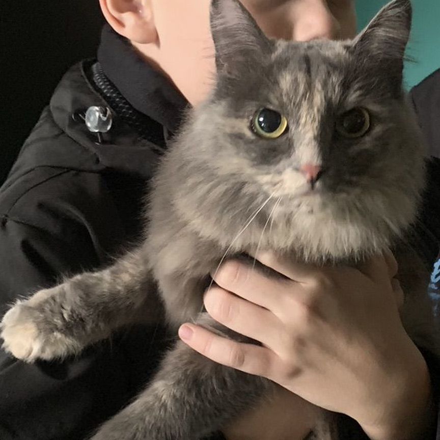 Кошечка в добрые руки