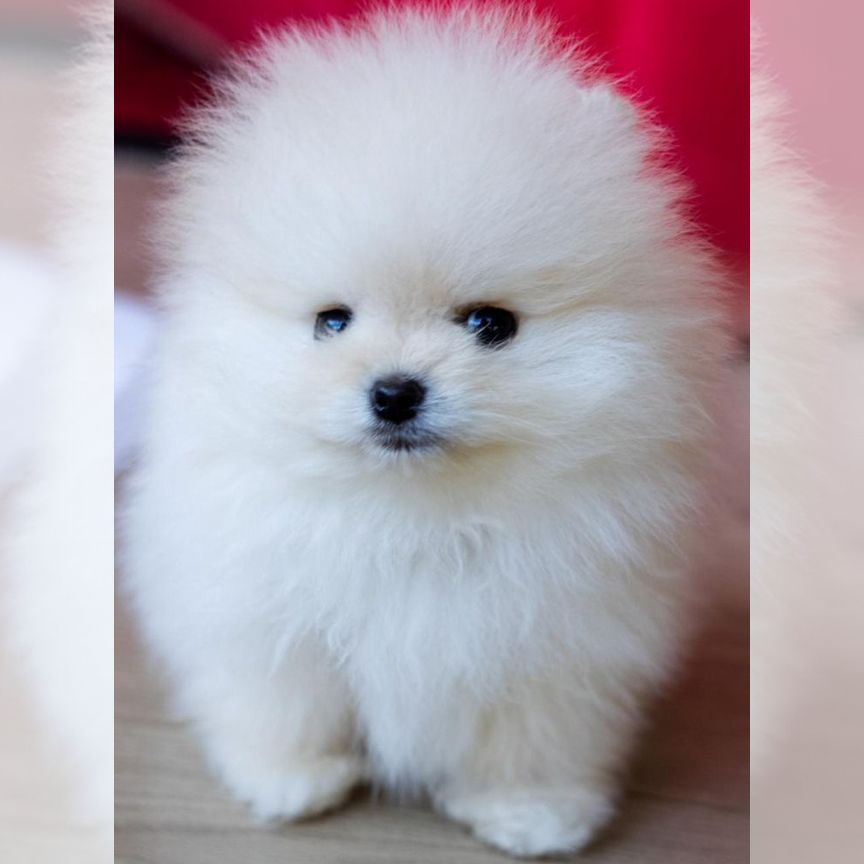 Щенки померанского шпица