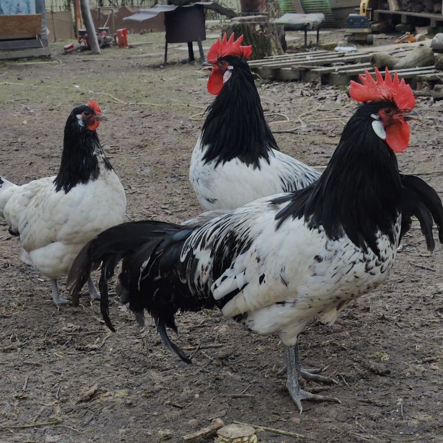 Лакенфельдер