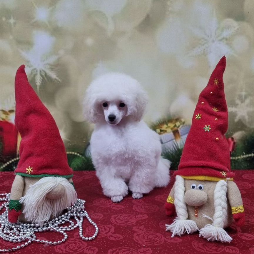 Той-пудель, щенок