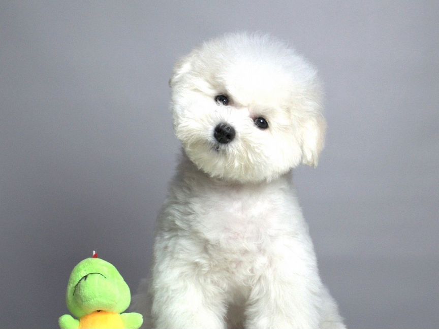 Щенки бишон фризе