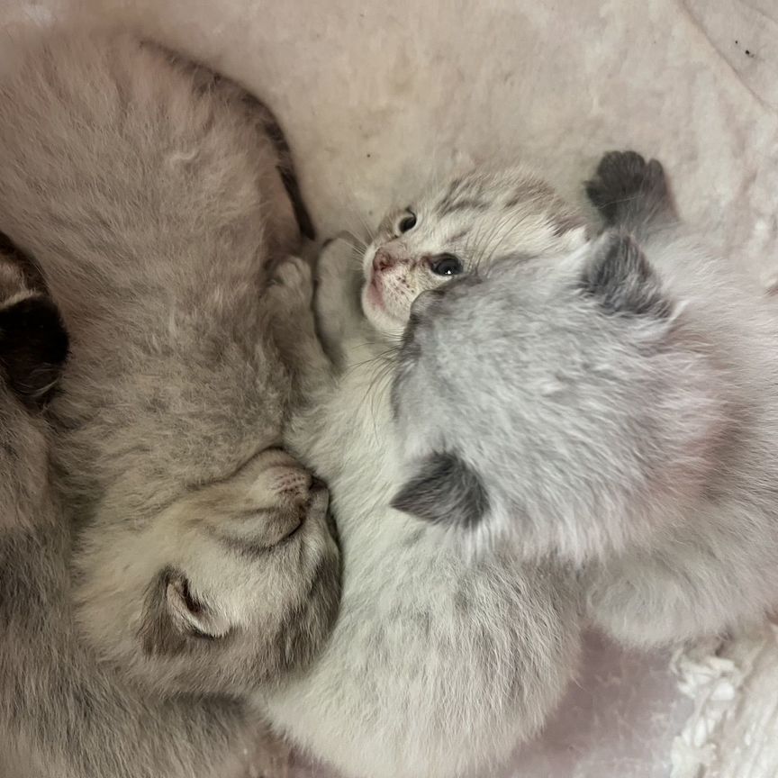 Британские котята