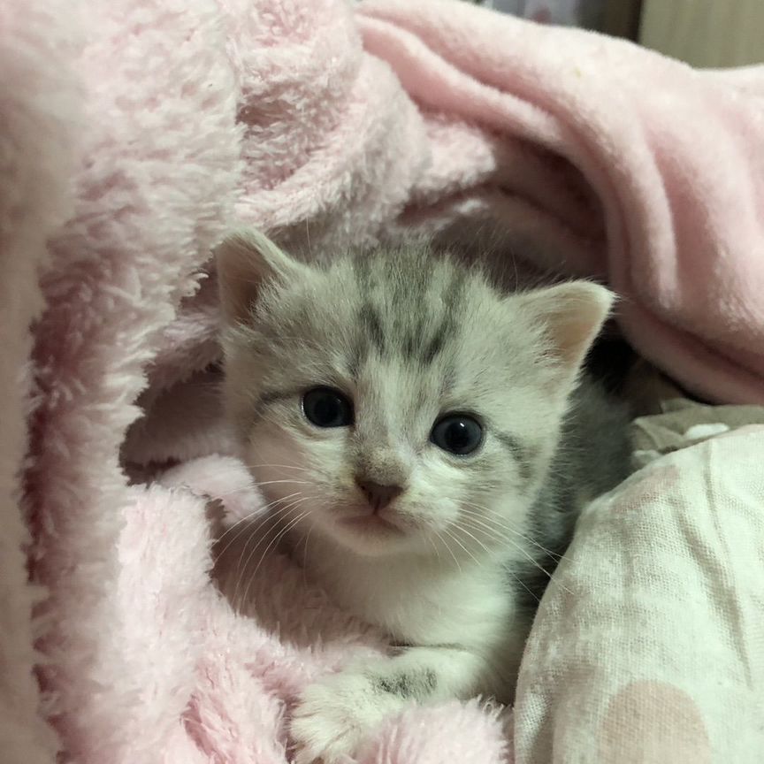 Котенок в добрые руки