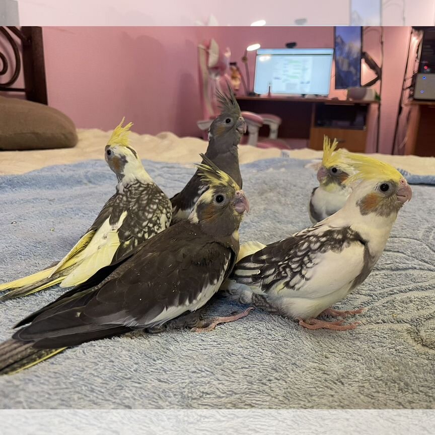 Ручные птенчики кореллы