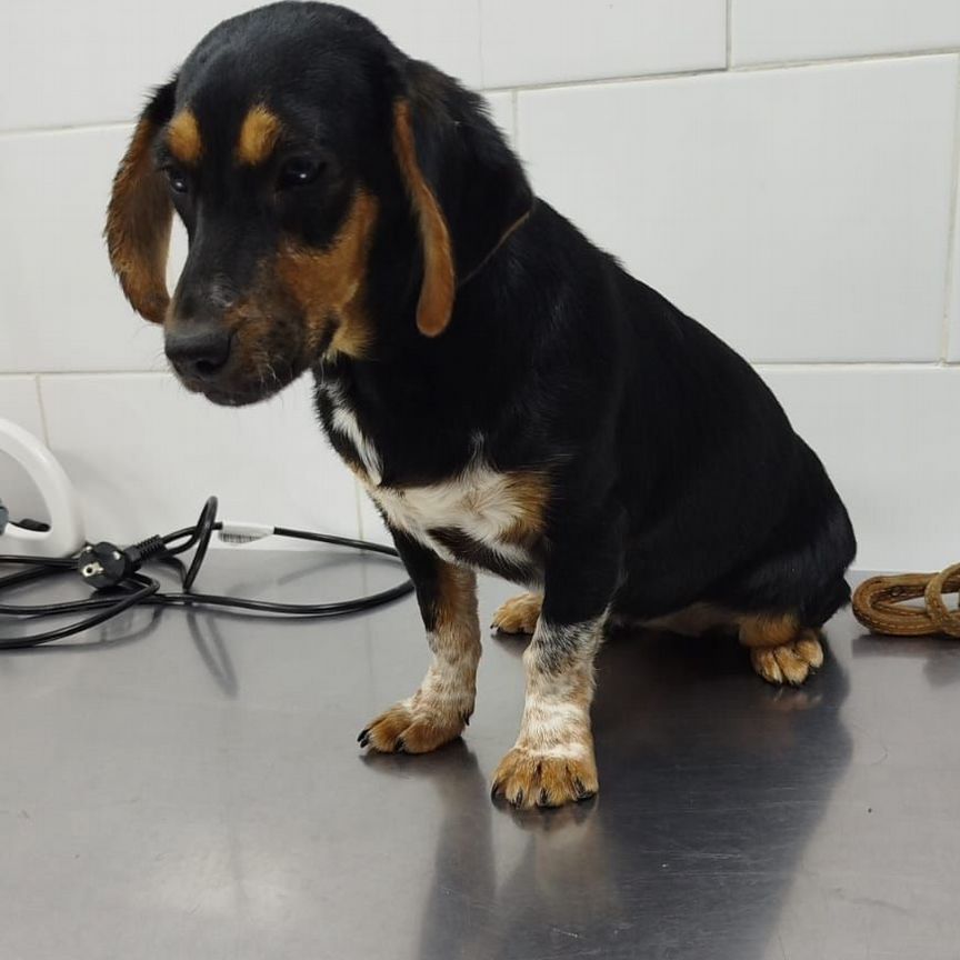 Такса, щенок