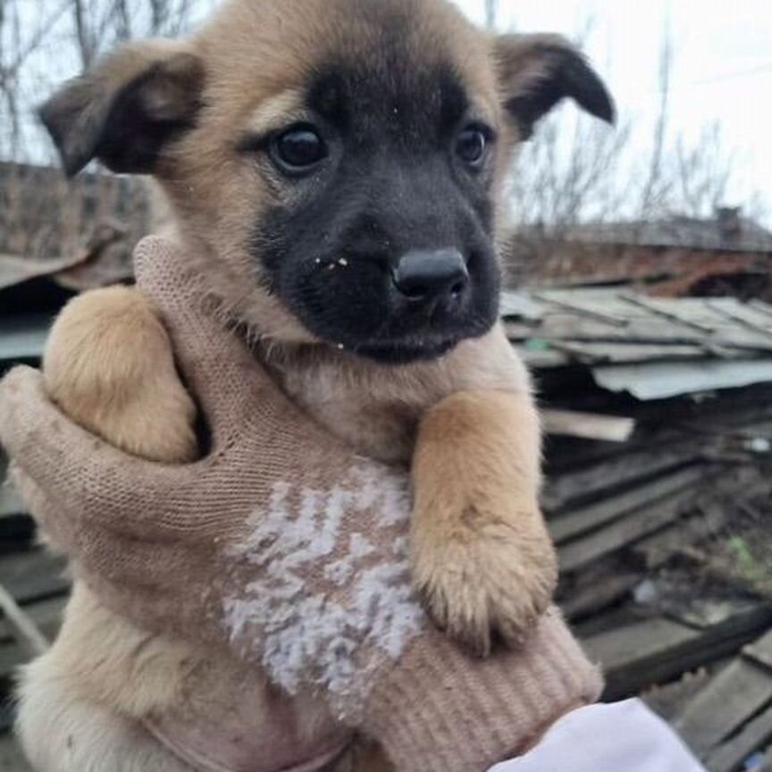 Щенок девочка 1 месяц