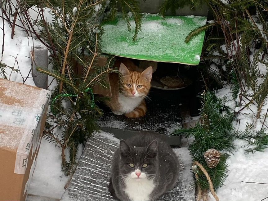 Маленькие красивык котята выживают на улице