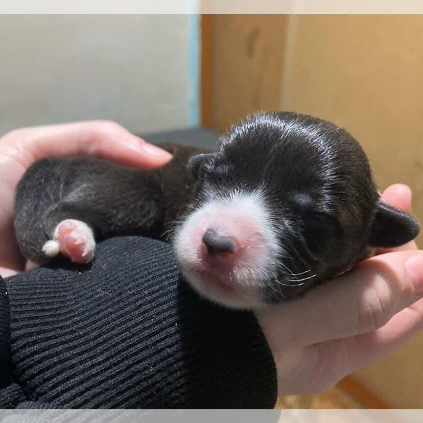 Вельш Корги Кардиган, щенок