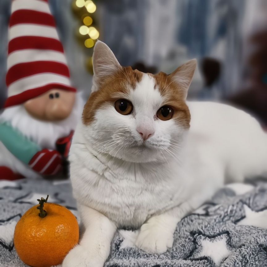 Взрослая кошка в добрые руки