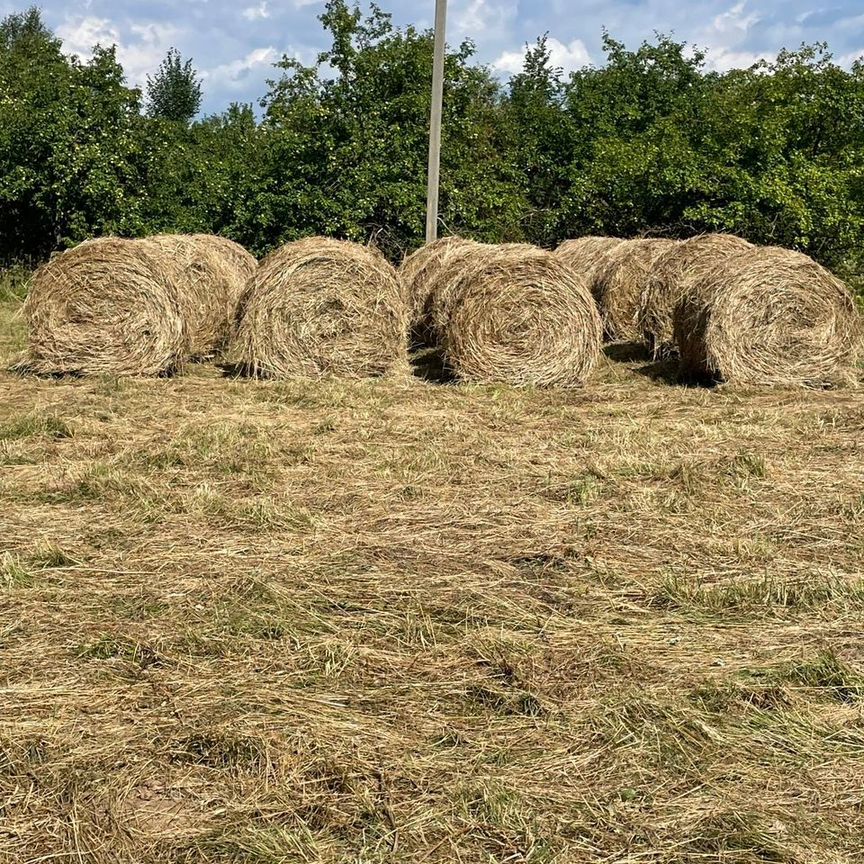 Продам сено в рулонах