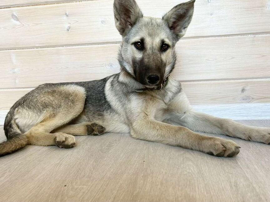 Щенок-девочка, метис овчарки, 3 месяца