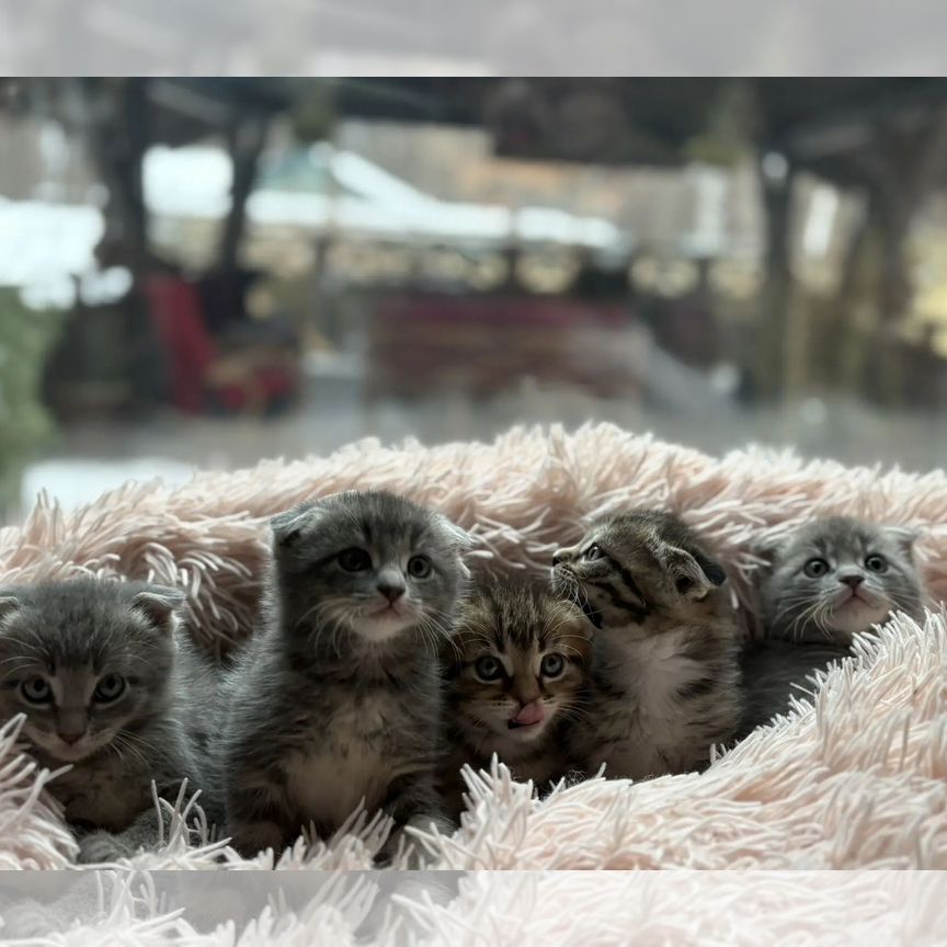 Шотландский вислоухий короткошёрстный котёнок