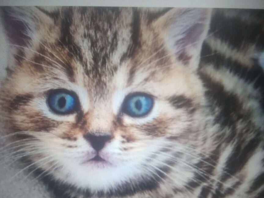 Шотландский мачо