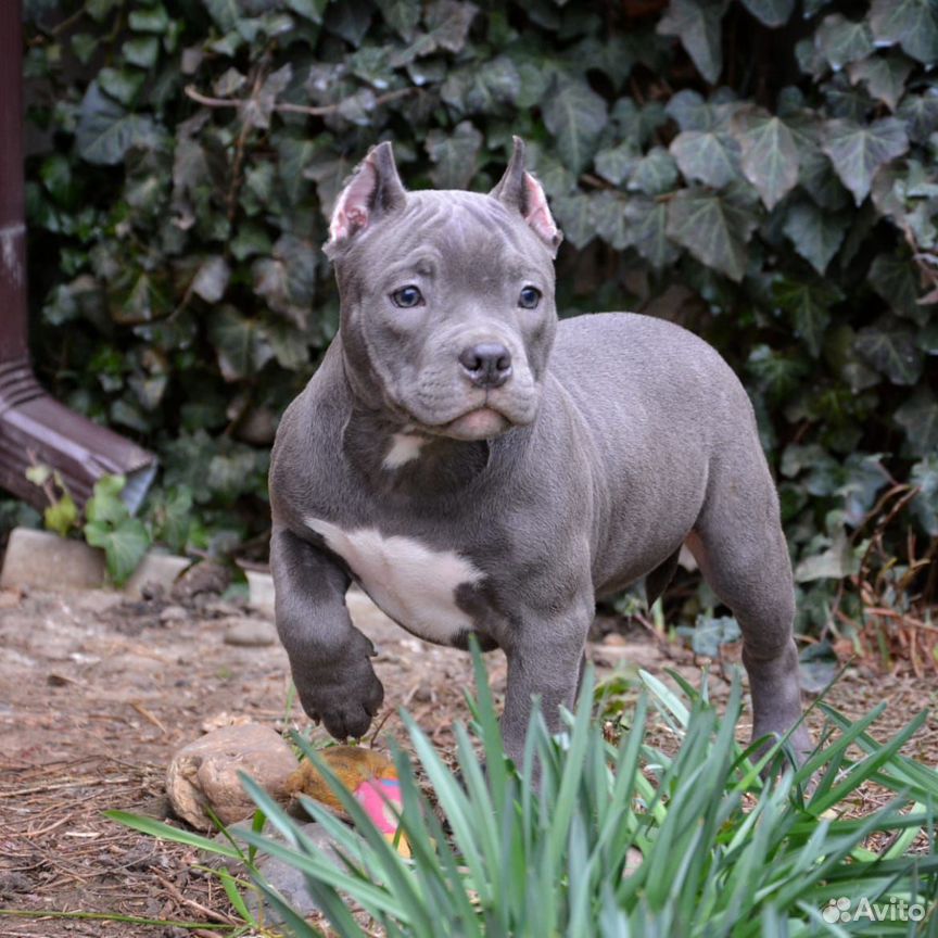 Американский булли