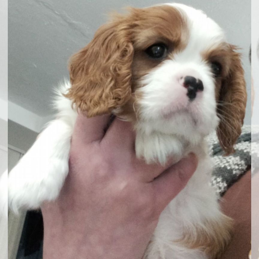 Кавалер кинг-чарльз-спаниель, щенок