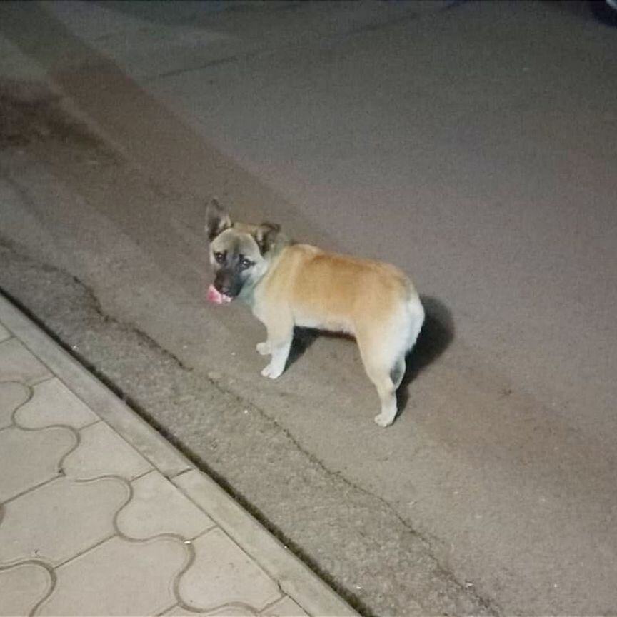 Собака в добрые руки