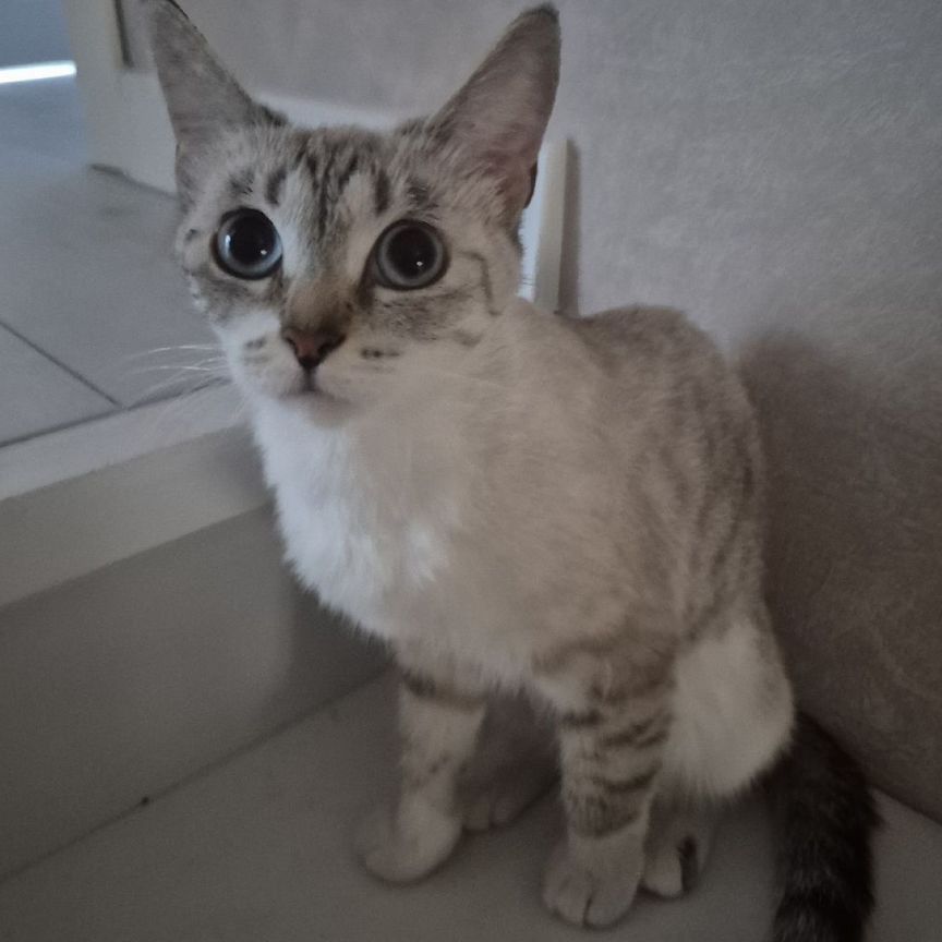 Взрослая, кошка в добрые руки