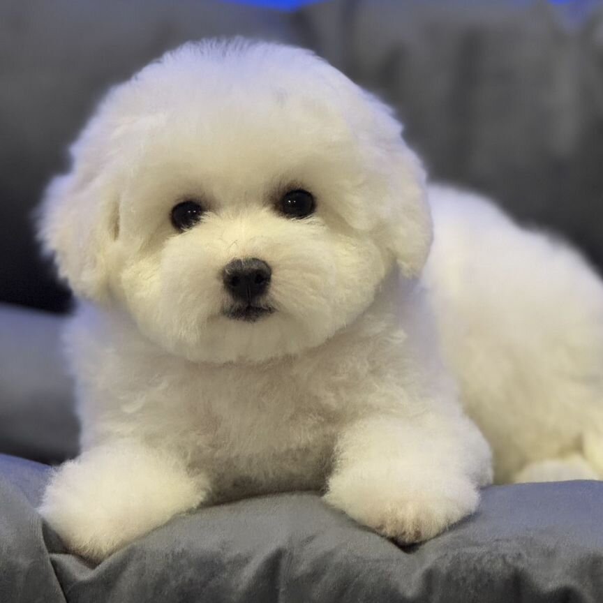 Бишон фризе, щенок