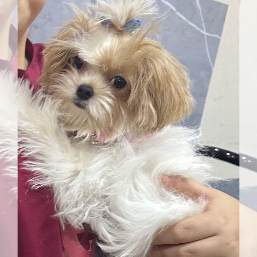 Мальтипу micro из кореи