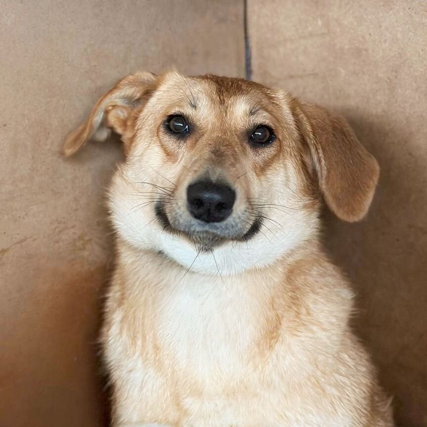 Небольшая собачка из приюта