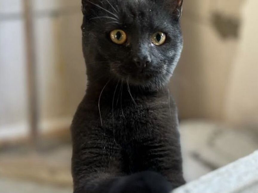 Котенок Туся 5 мес. чеширского окраса