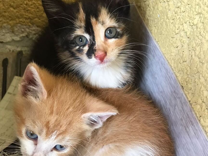 Котята 1 месяц