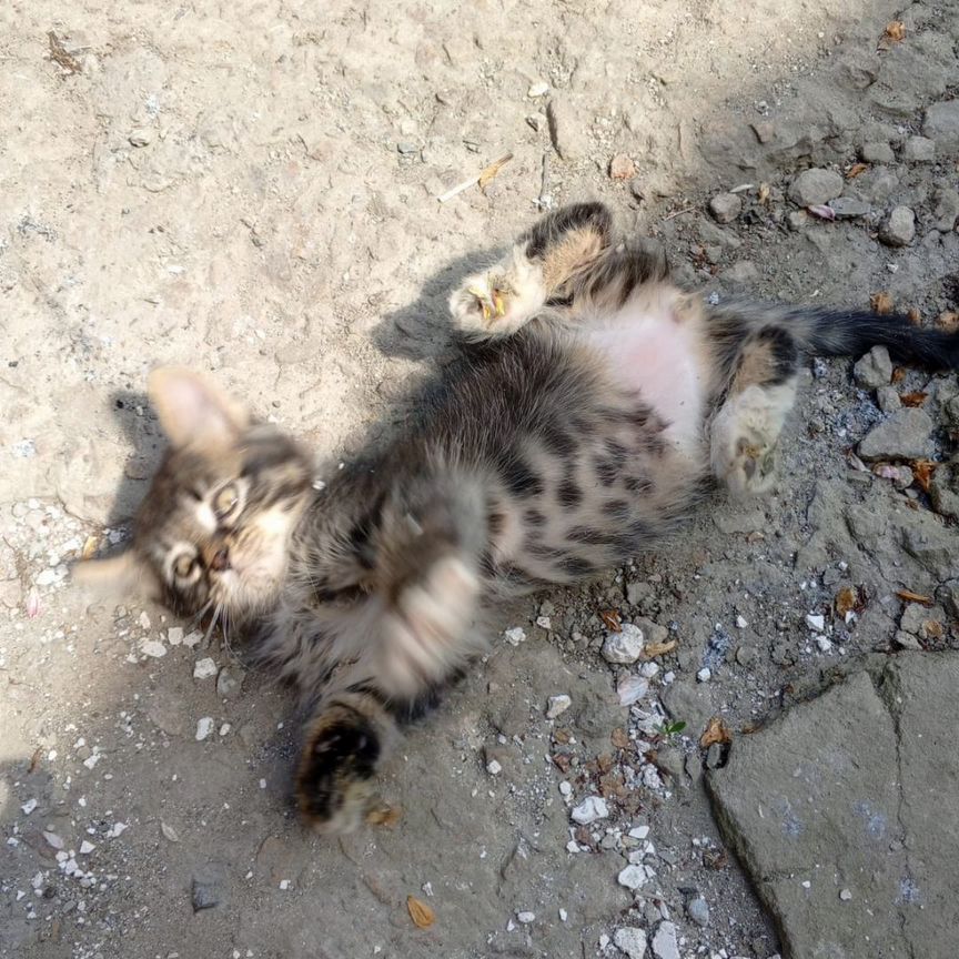 Котенок