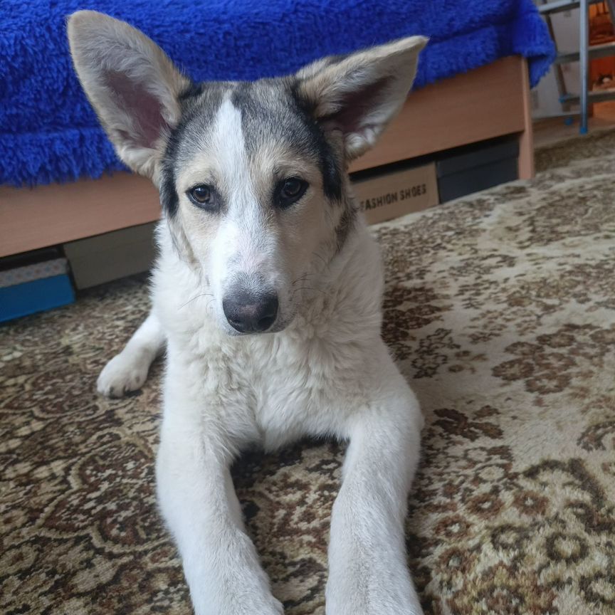 Отдам щенка Белочку