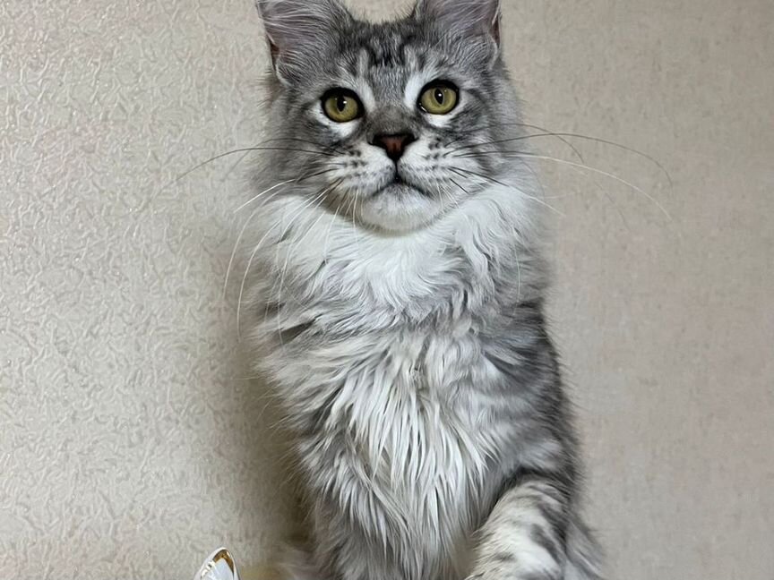 Котята Мейн-Кун