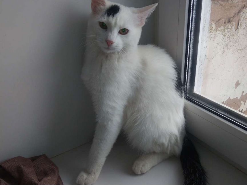 Котенок-мальчик, 7-8мес
