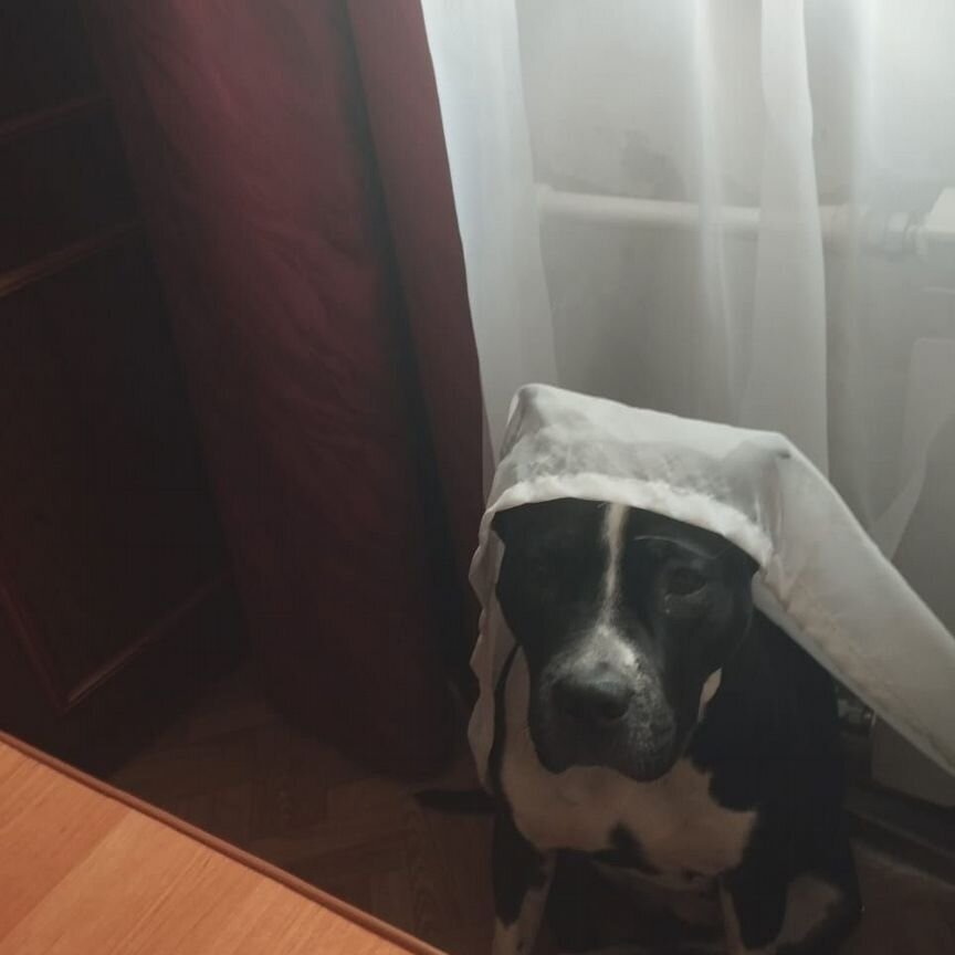 Вязка собаки