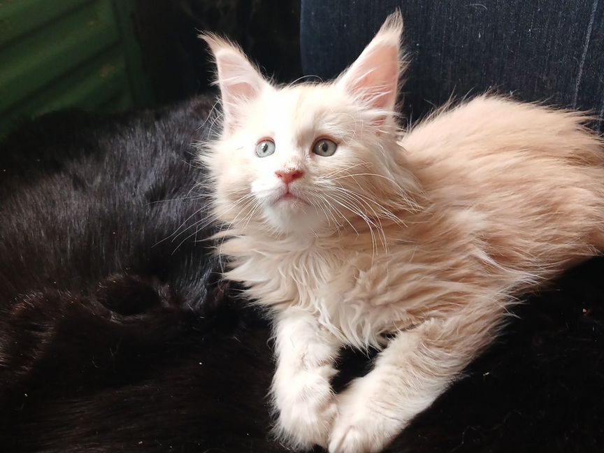 Котята мейнкуна