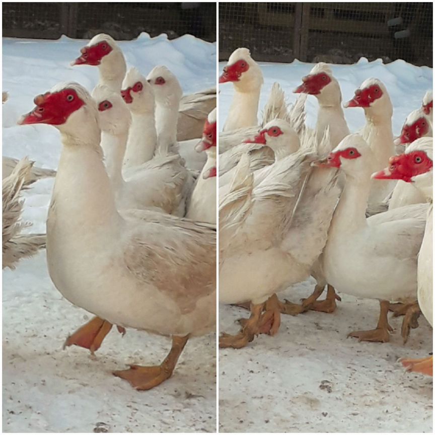 Продаю. Индоутки